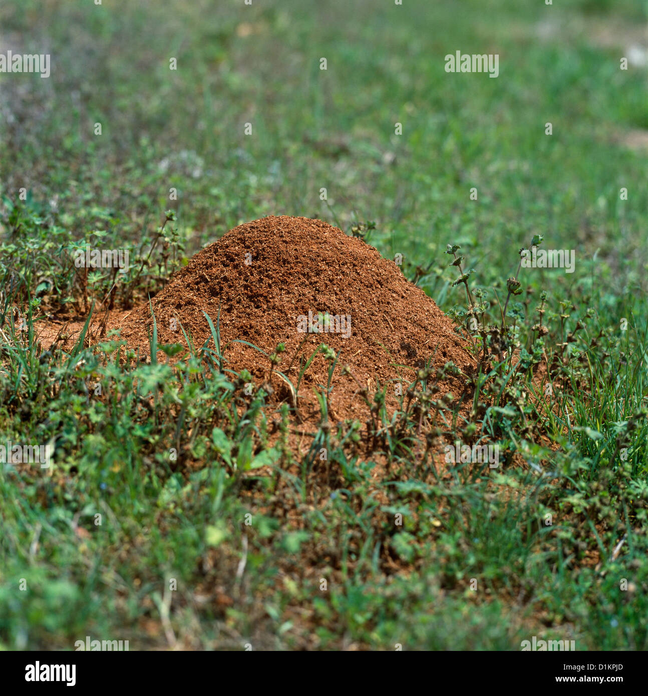 Cotton fire ant hi-res stock photography and images - Alamy