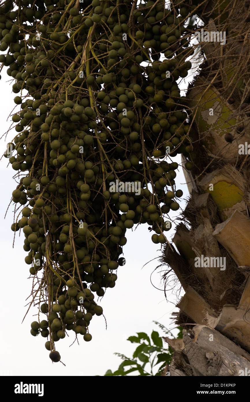 Palm tree fruit hi-res stock photography and images - Alamy