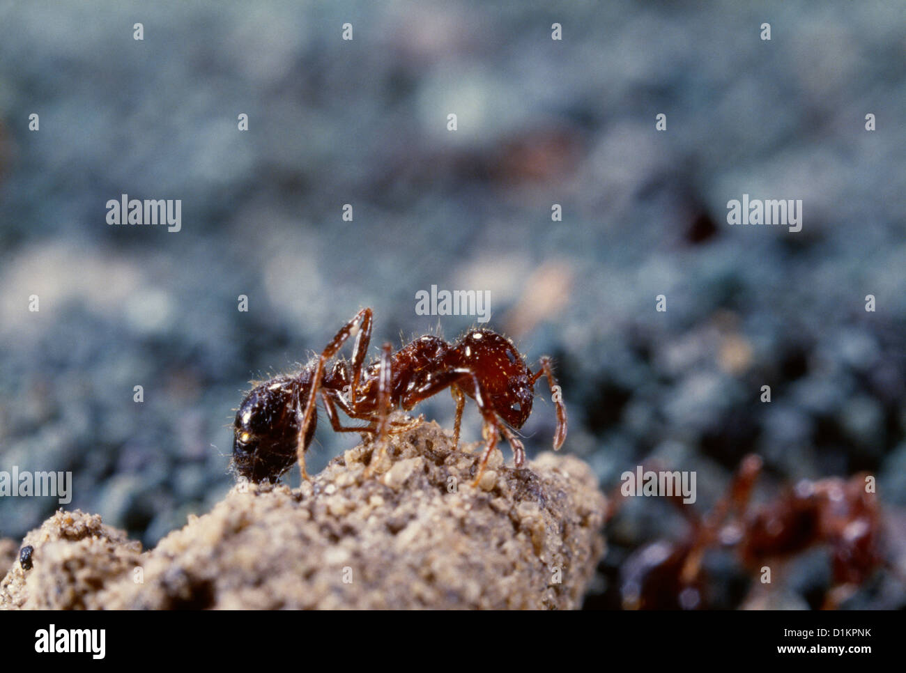 Southern fire ant hi-res stock photography and images - Alamy