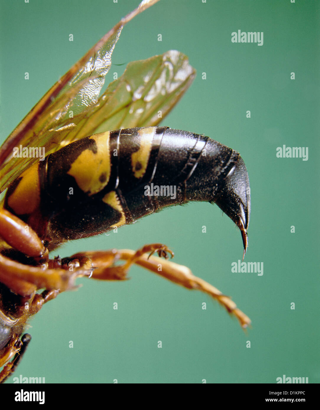 Cicada Killer Wasp Stinger