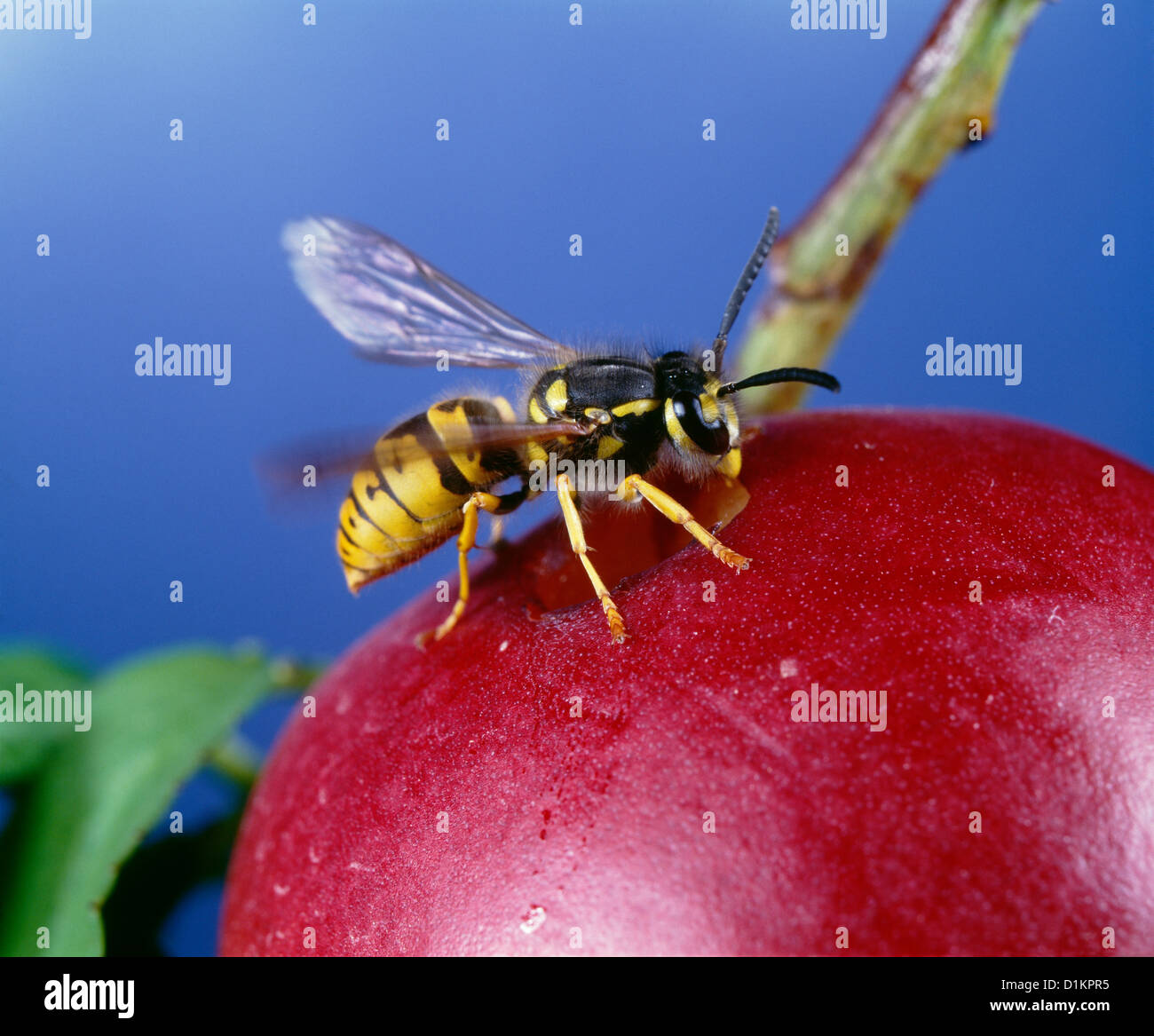 YELLOW JACKET / EASTERN YELLOW JACKET (VESPULA MACULIFRONS)/ ADULT ON ...