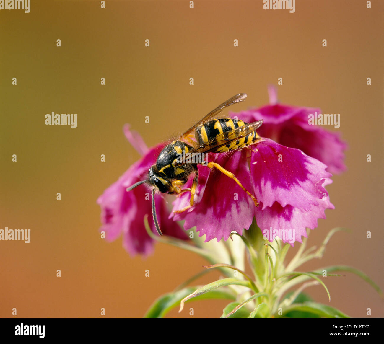 YELLOW JACKET; EASTERN YELLOW JACKET (VESPULA MACULIFRONS) ADULT ...