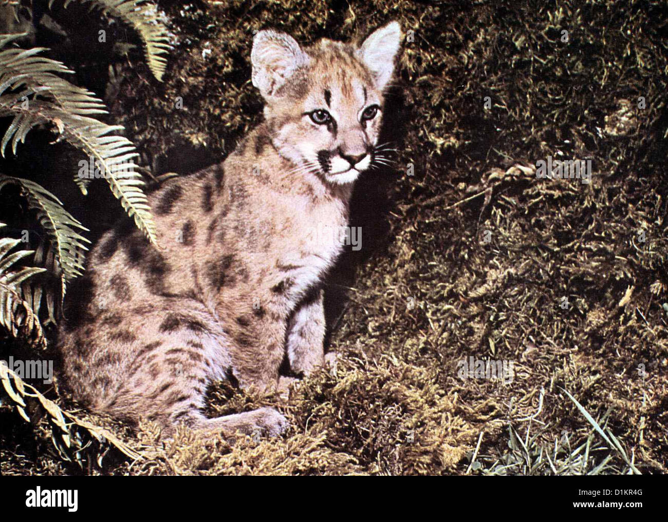Der Einsame Puma Charlie, Lonesome Cougar Eines Tages findet der ...