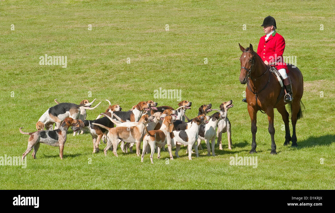 Fox hunting hi-res stock photography and images - Alamy