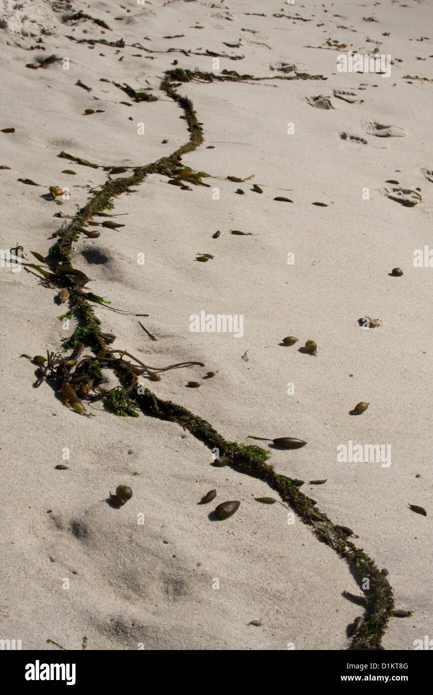 Strand of kelp hi-res stock photography and images - Alamy