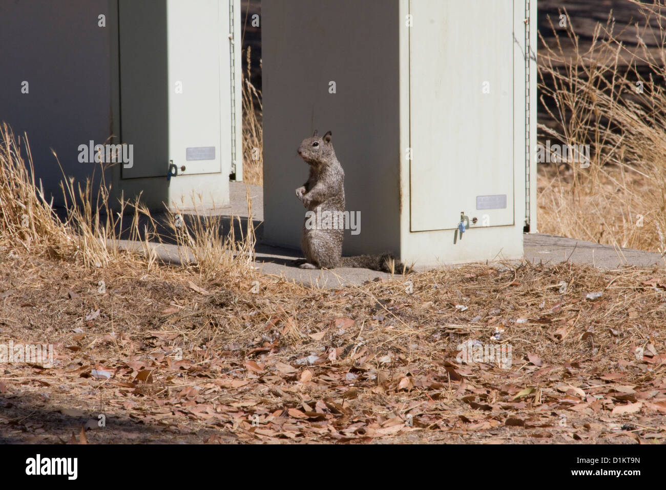 A squirrel standing guard at the electrical boxes at Granite Bay, near ...