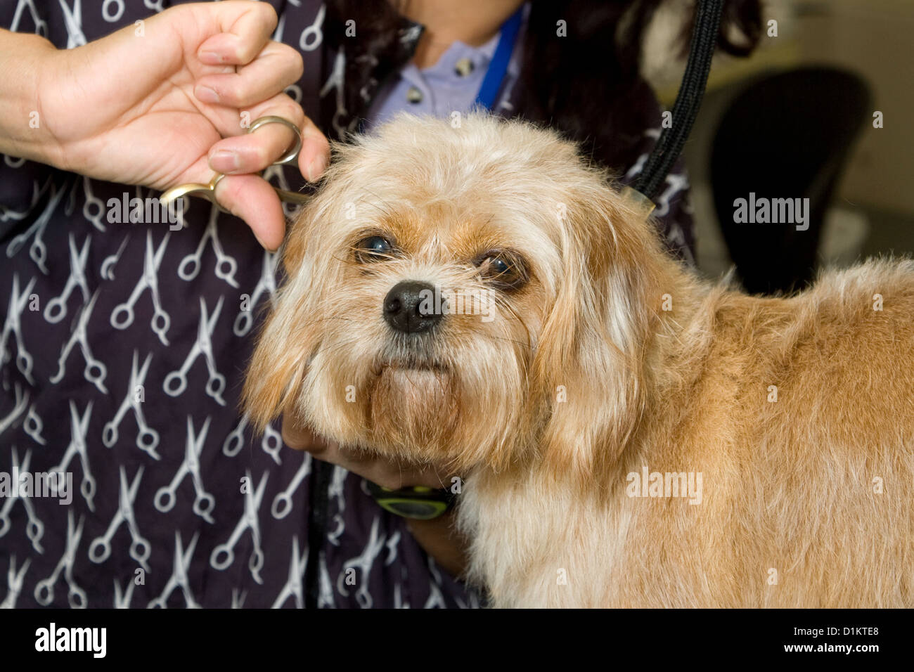 Grooming a pet hi-res stock photography and images - Alamy