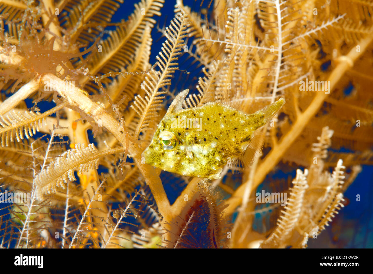 Matted Filefish or Matted Leatherjacket, also known as Bristle-tailed ...