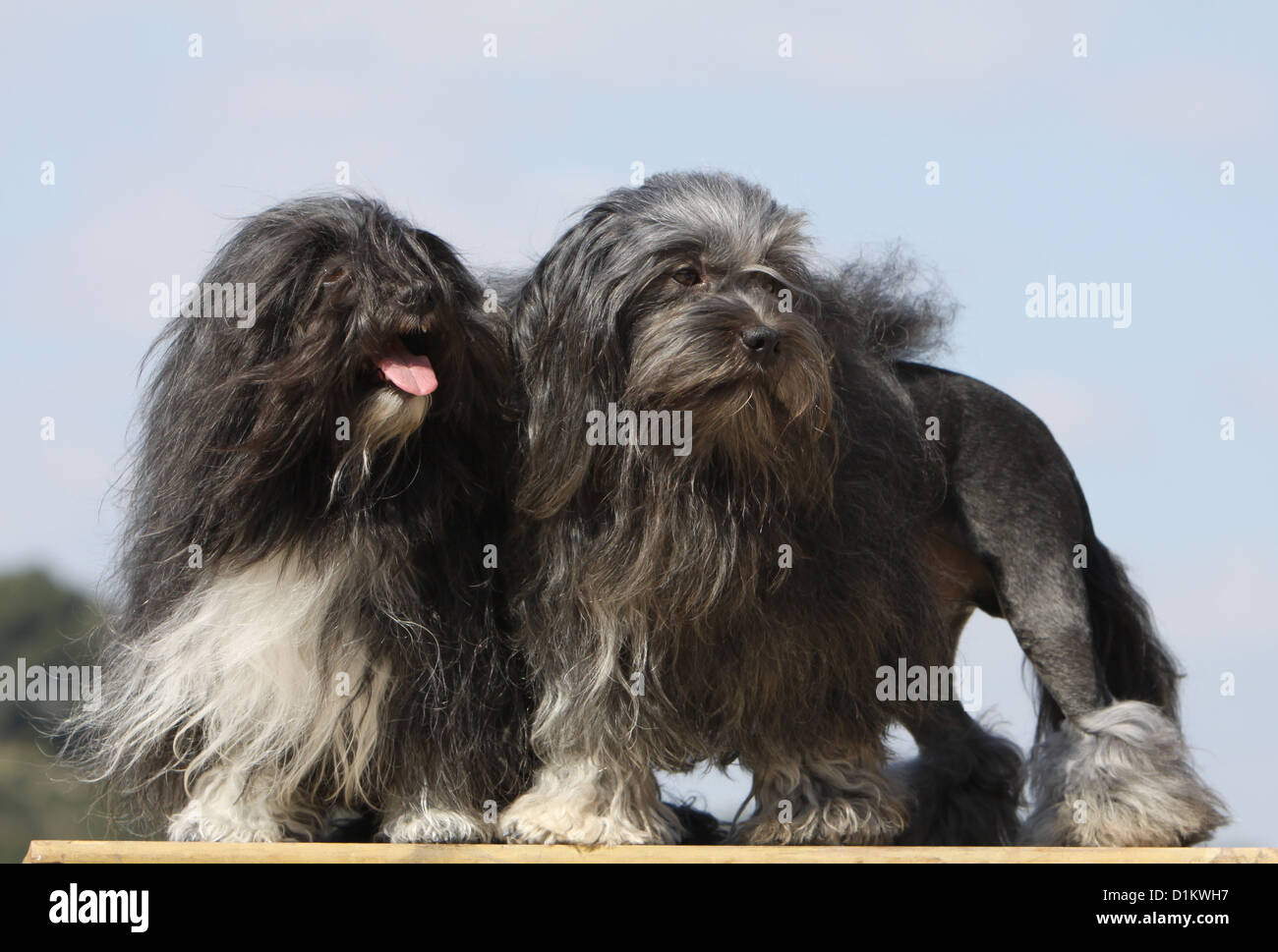 Dog two Löwchen "petit chien lion" little lion adults looking Stock ...