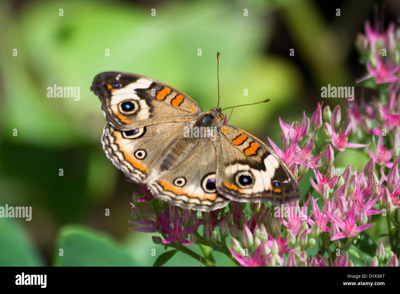 Buckeye Butterfly (Junonia coenia) at Brookfield Zoo Stock Photo - Alamy