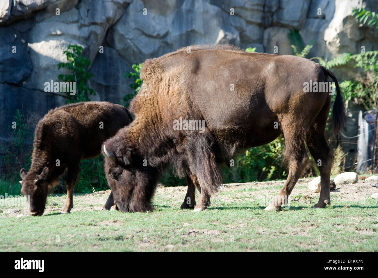 American Bison at Brookfield Zoo Stock Photo - Alamy