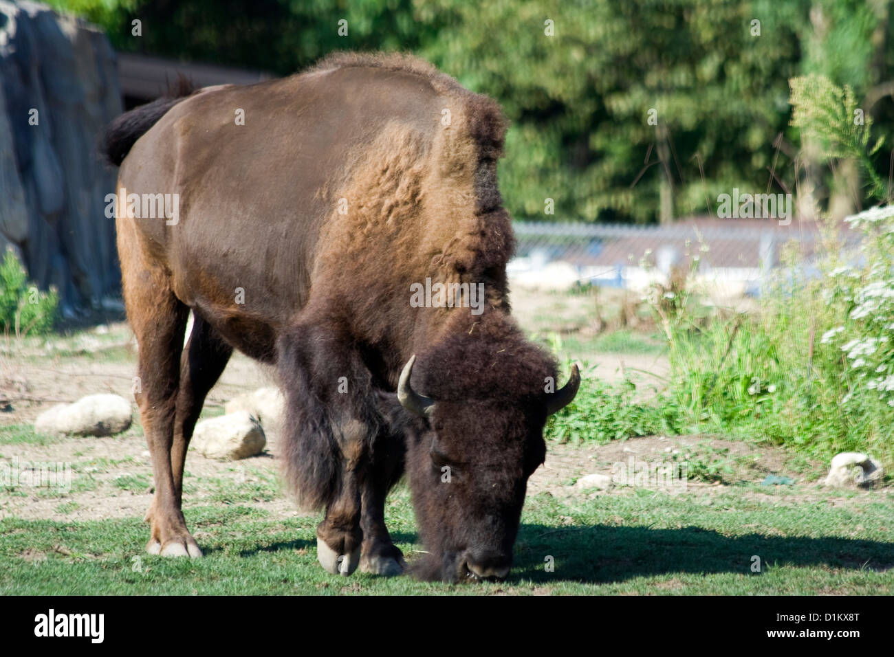 American Bison at Brookfield Zoo Stock Photo - Alamy