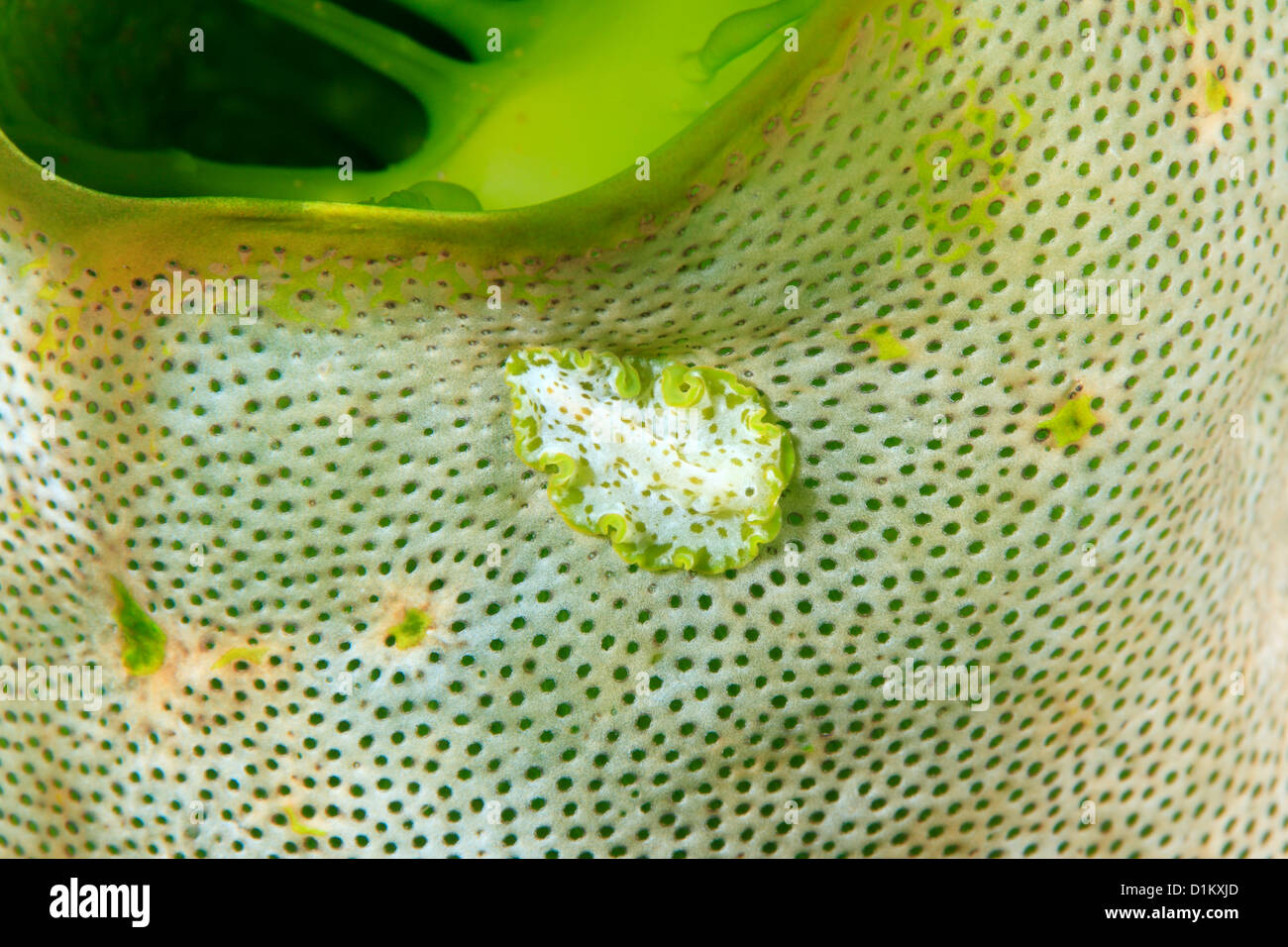 Marine Flatworm, Ascidiophilla alba or Pseudoceros fuscomaculatus ...