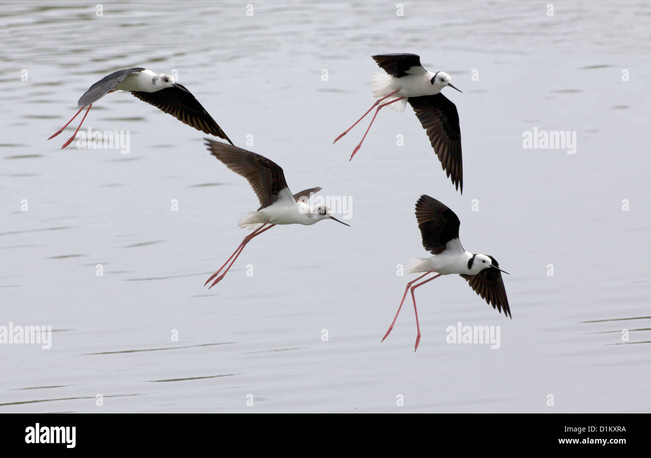 The Black-winged Stilt, Common Stilt, or Pied Stilt (Himantopus ...