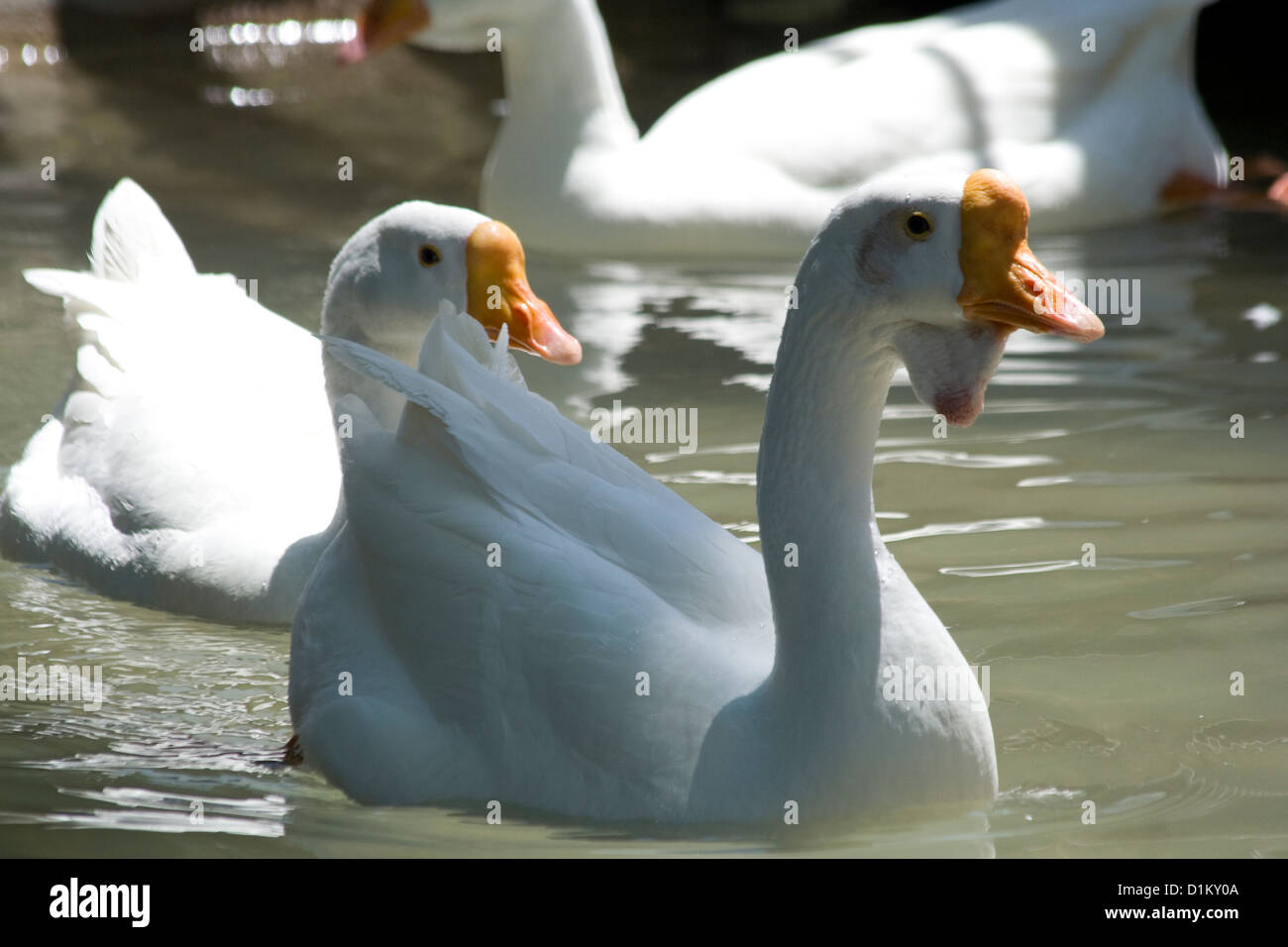 Brookfield Zoo. Swan Stock Photo - Alamy