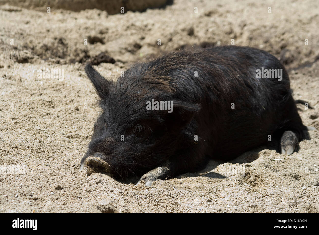 The Guinea Hog Stock Photo - Alamy