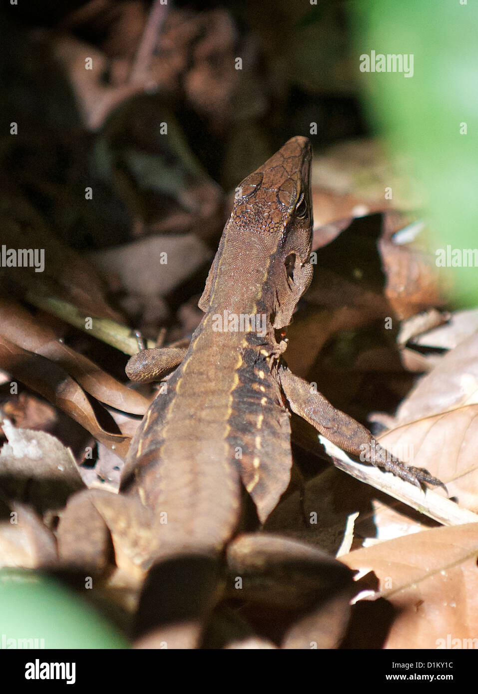 Lizard in Manuel Antonio National Park, Puntarenas, Costa Rica, Central ...