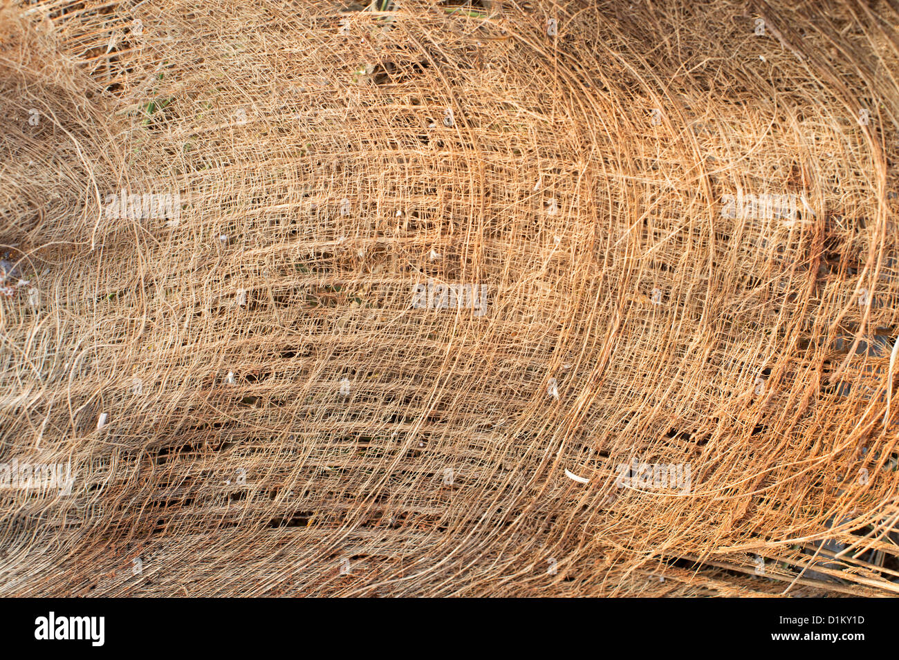 Indian coconut palm tree bark husk Stock Photo - Alamy