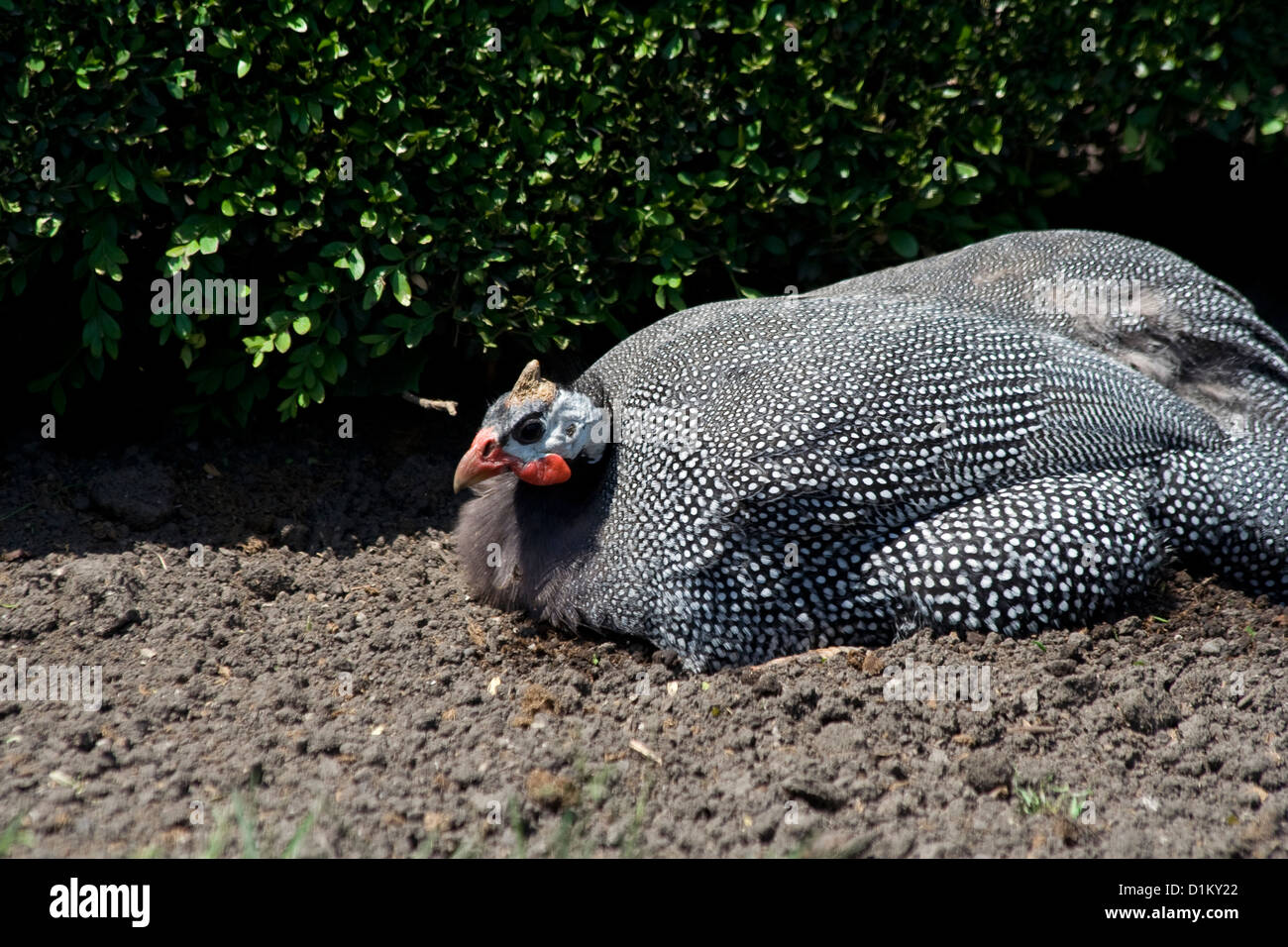 Brookfield Zoo Birds Stock Photo - Alamy