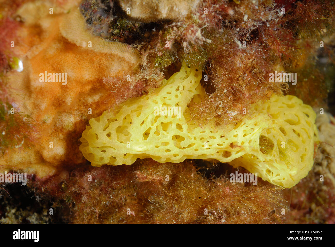 Clathrina clathrus hi-res stock photography and images - Alamy