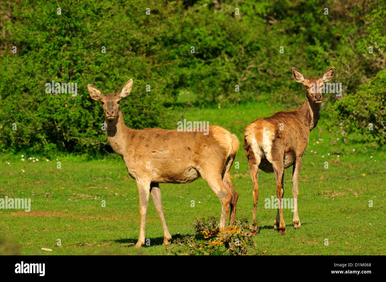 Red deer Cervus elaphus, Cervidae, Abruzzo National Park , Italy Stock ...