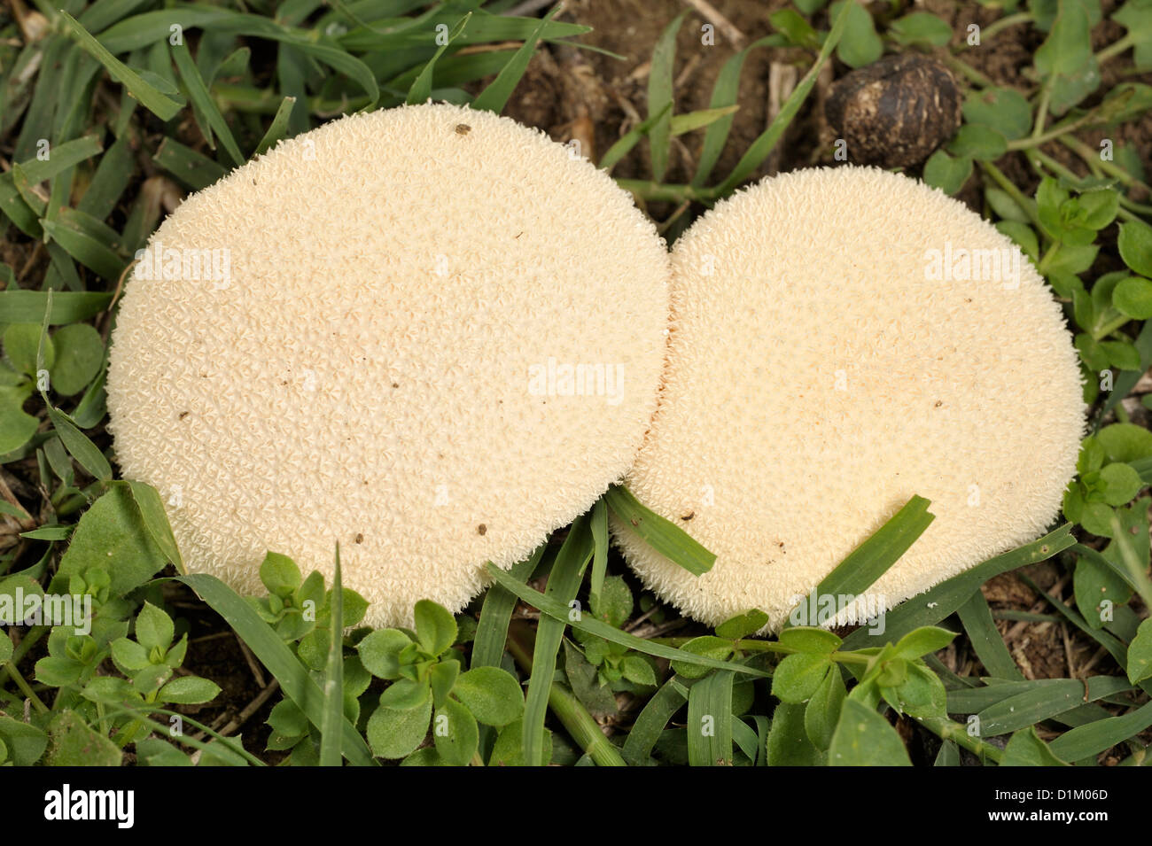 Vescia hi-res stock photography and images - Alamy