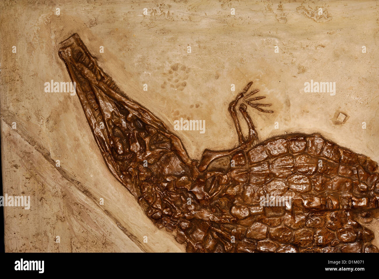 Crocodile fossil hi-res stock photography and images - Alamy
