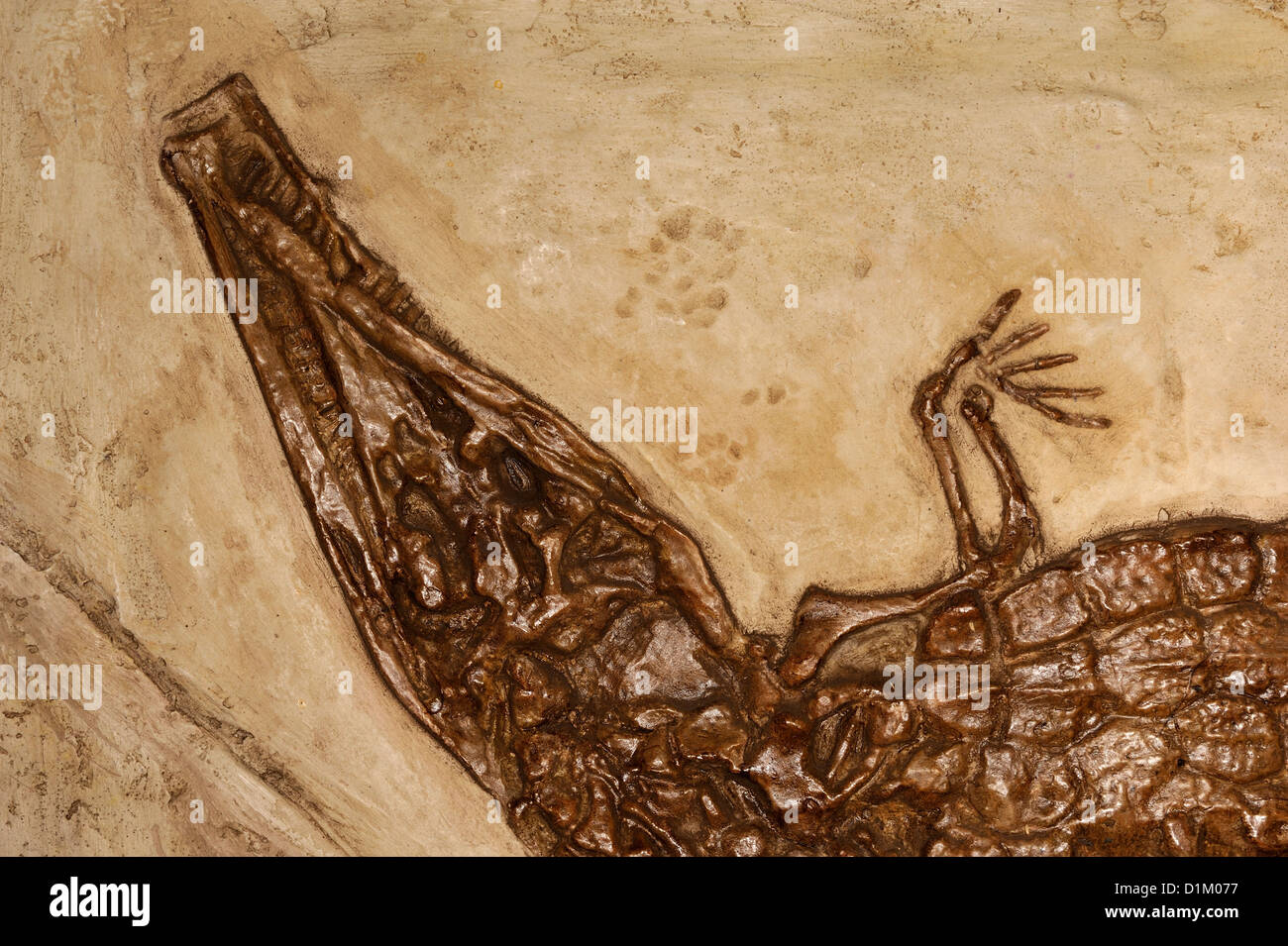 Fossil crocodile, reptile Stock Photo - Alamy
