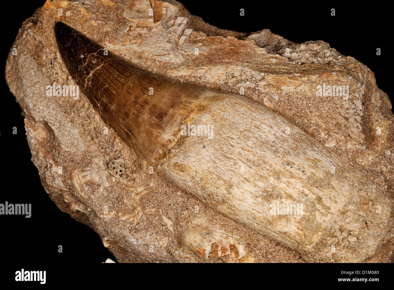 Mesosaurus Fossil Teeth
