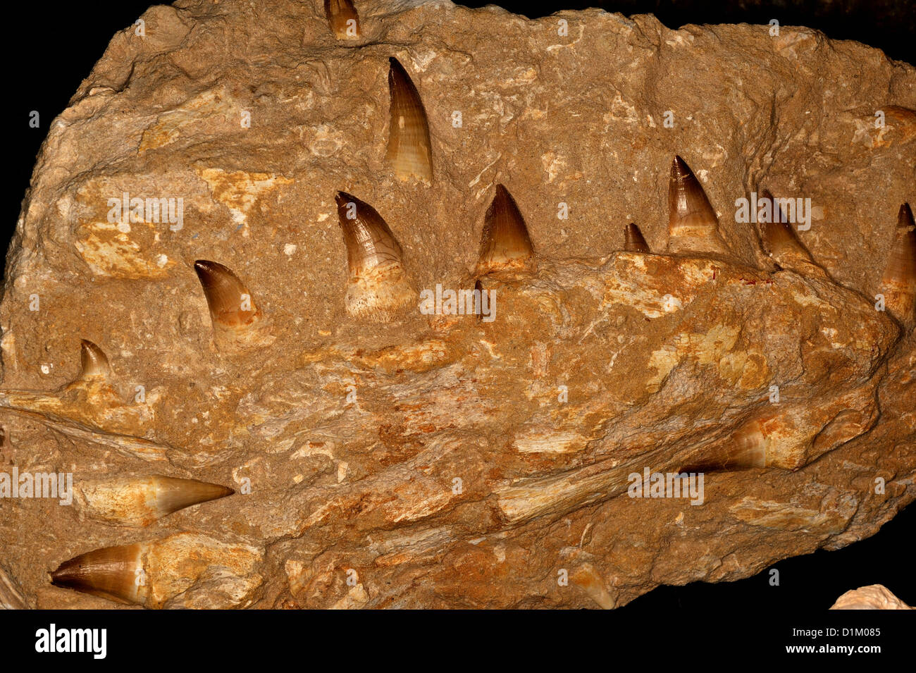 Fossil Mesosaurus Jaw, Cretaceus, Oued Zeti, Marocco, Africa Stock ...