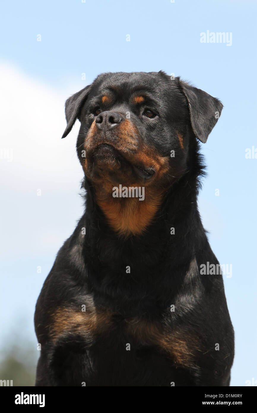 Dog Rottweiler adult portrait face Stock Photo - Alamy