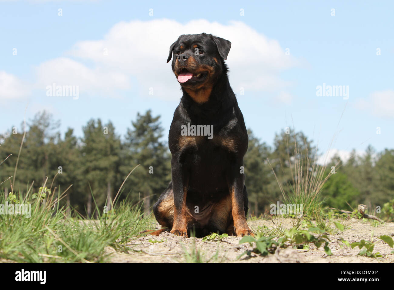 Dog Rottweiler adult sitting Stock Photo - Alamy