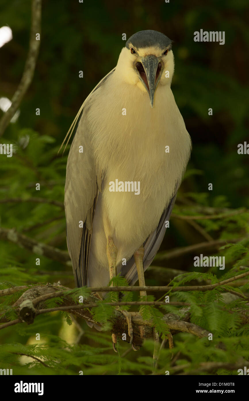 Black crowned Night Heron Nycticorax nycticorax Louisiana Stock Photo ...