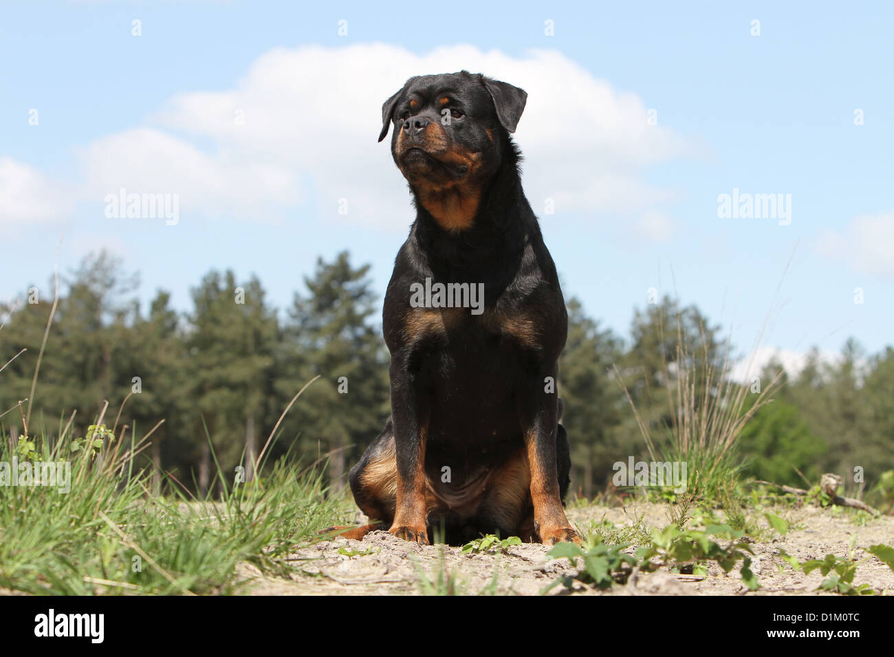 Adult Rottweiler High Resolution Stock Photography and Images - Alamy