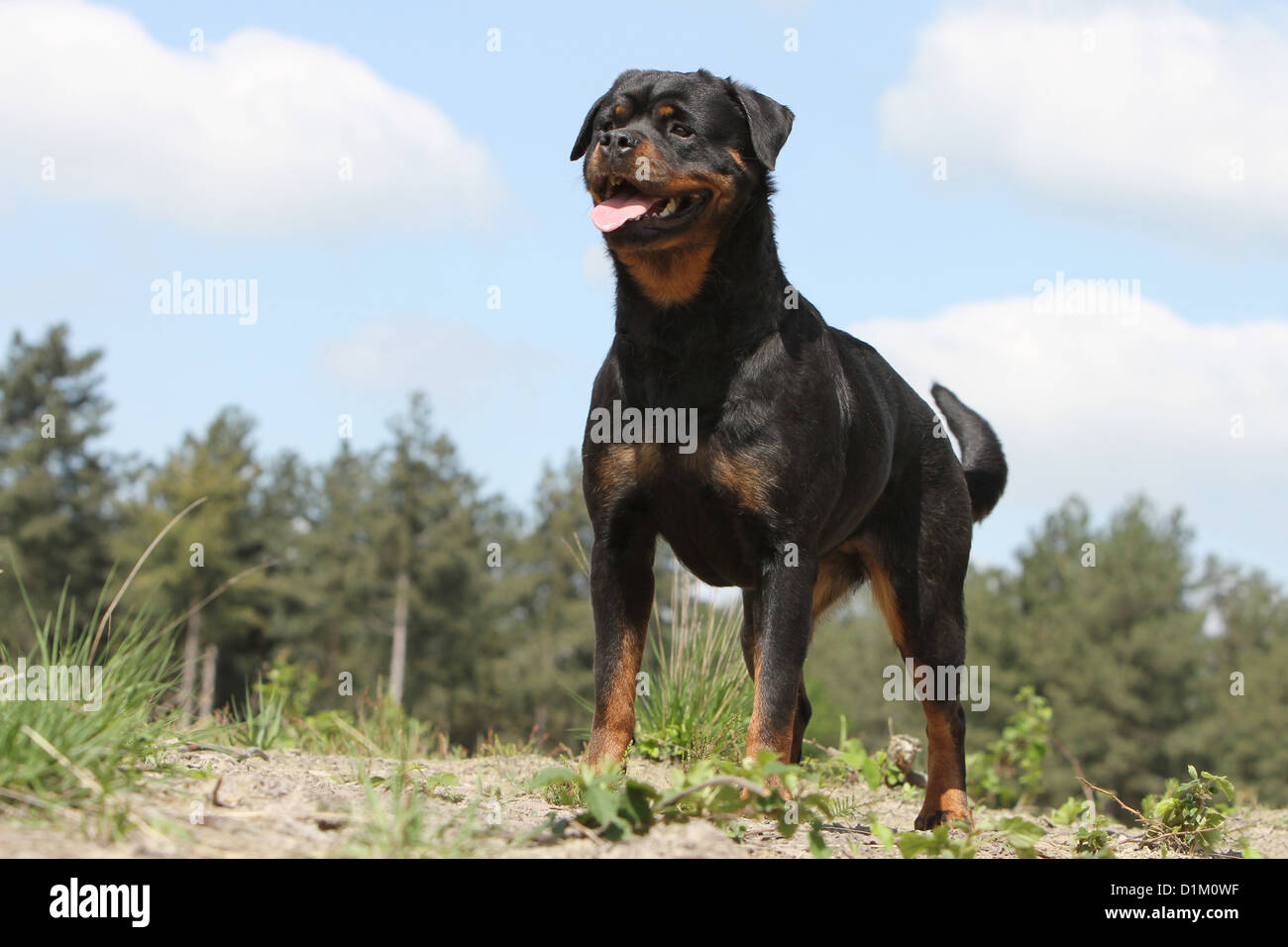 Dog Rottweiler adult standard profile Stock Photo - Alamy