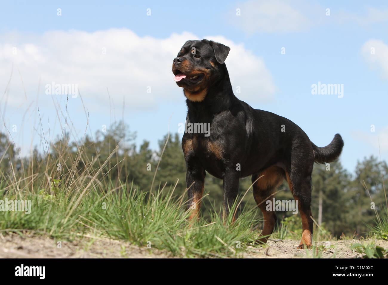 Dog Rottweiler adult standard profile Stock Photo - Alamy