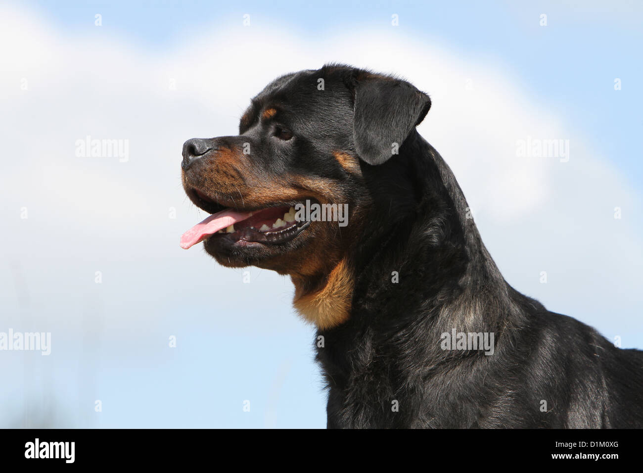 Dog Rottweiler adult portrait profile Stock Photo - Alamy