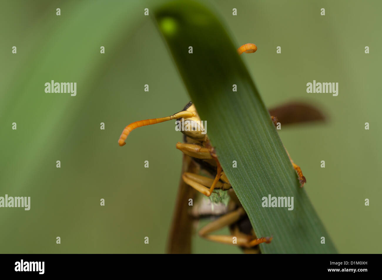 European Paper Wasp Stock Photo - Alamy