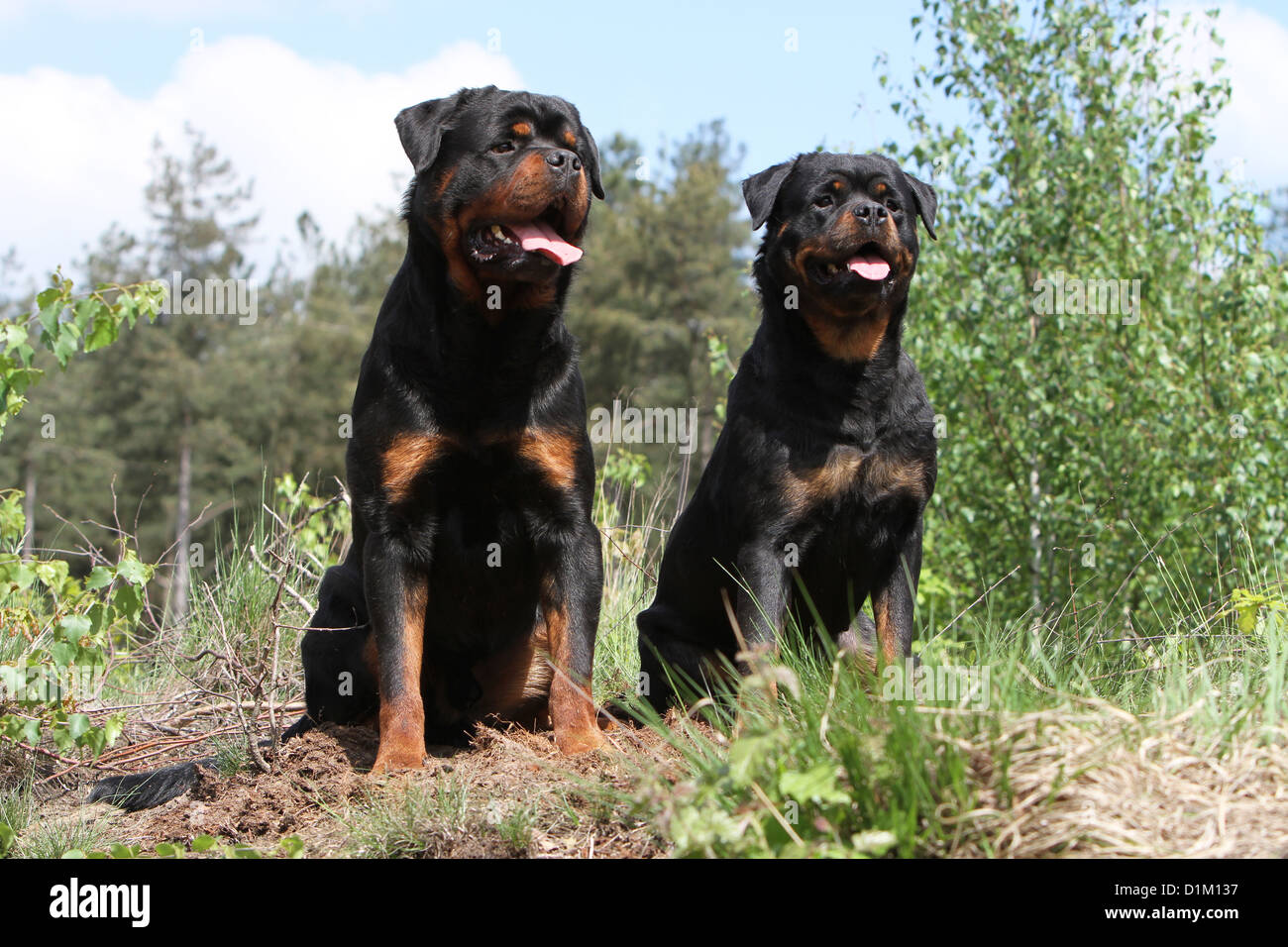 Dog two Rottweiler adults sitting Stock Photo - Alamy