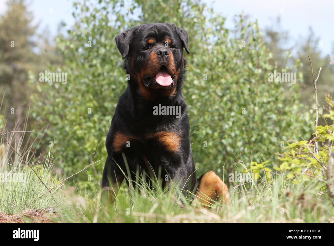 Dog Rottweiler adult sitting Stock Photo - Alamy
