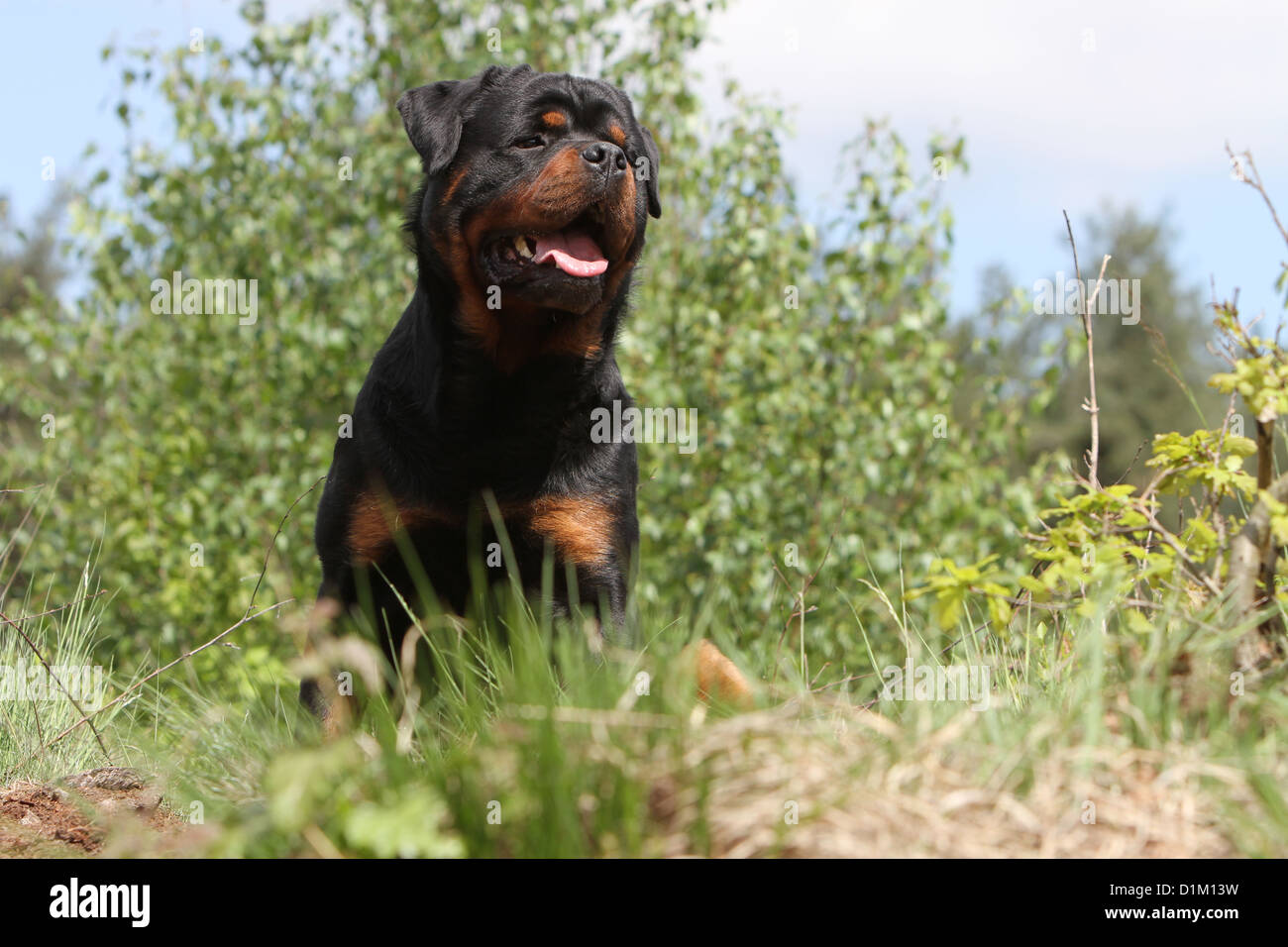 Rottweiler sitting hi-res stock photography and images - Alamy