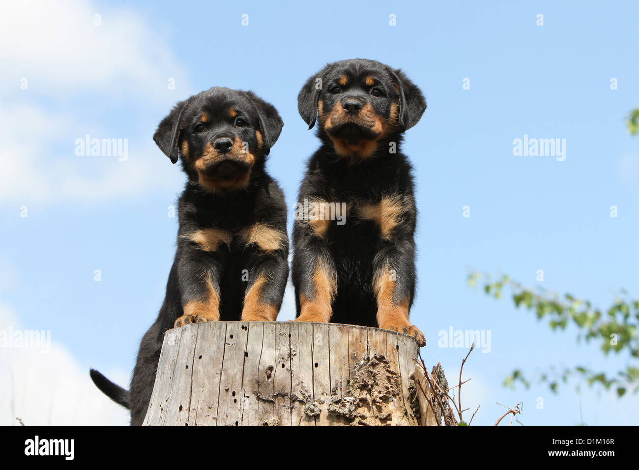 Dog two Rottweiler standing on wood Stock Photo - Alamy