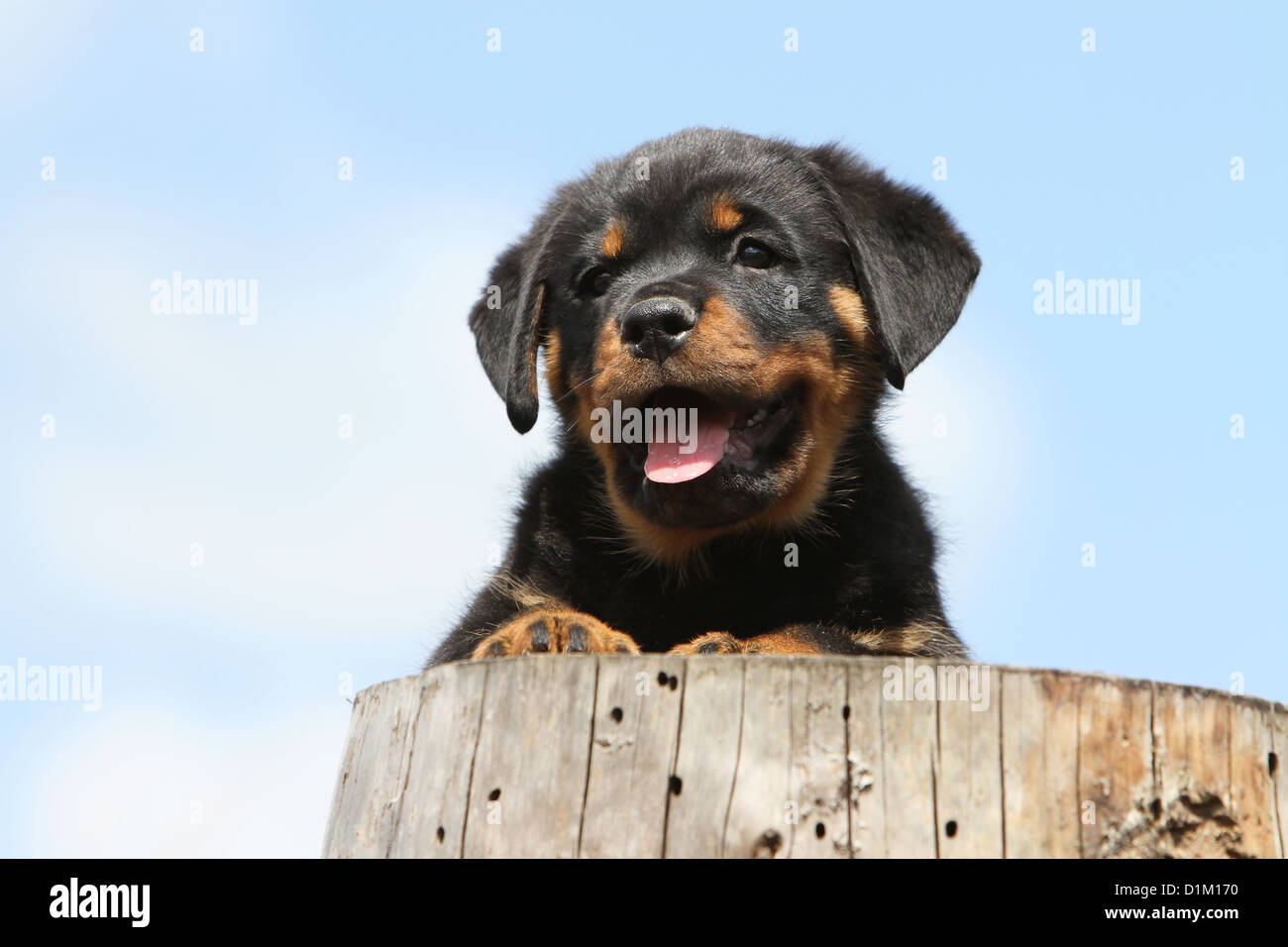 Rottweiler puppy face hi-res stock photography and images - Alamy