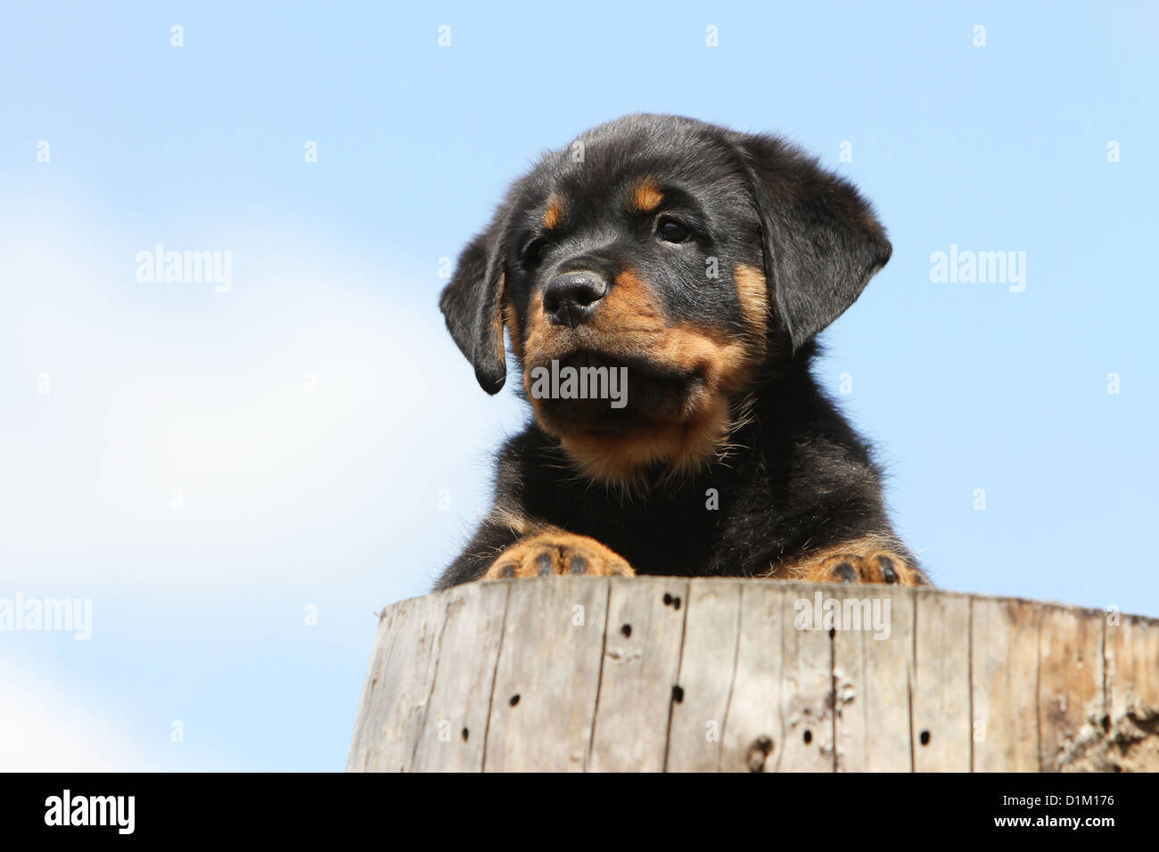 Dog Rottweiler Rot Rott High Resolution Stock Photography and Images ...