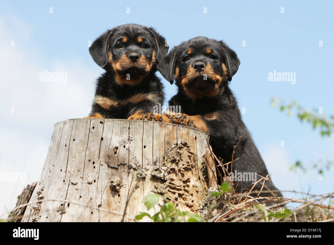 Dog two Rottweiler on wood Stock Photo - Alamy