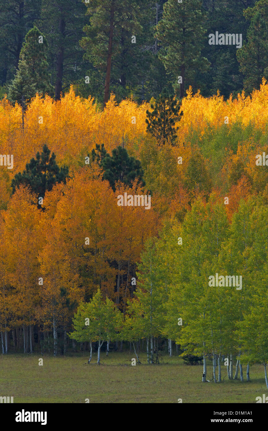 Aspen trees and lodgepole pines in fall hi-res stock photography and ...