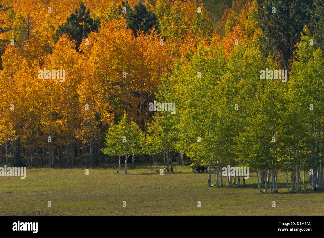 Aspen trees and Lodgepole Pines in fall, Kaibab National Forest, Grand ...
