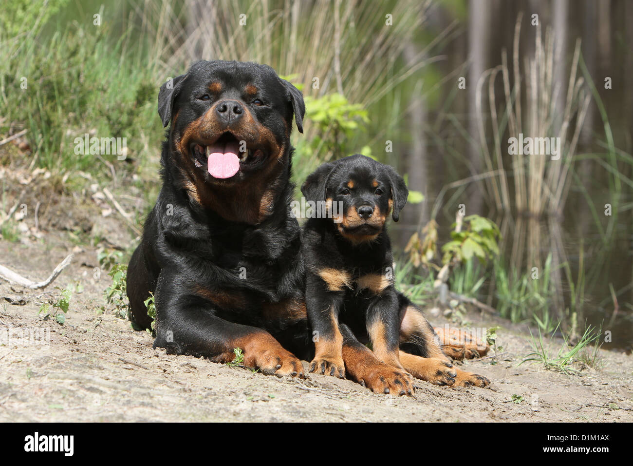 Dog Rottweiler adult and puppy Stock Photo - Alamy