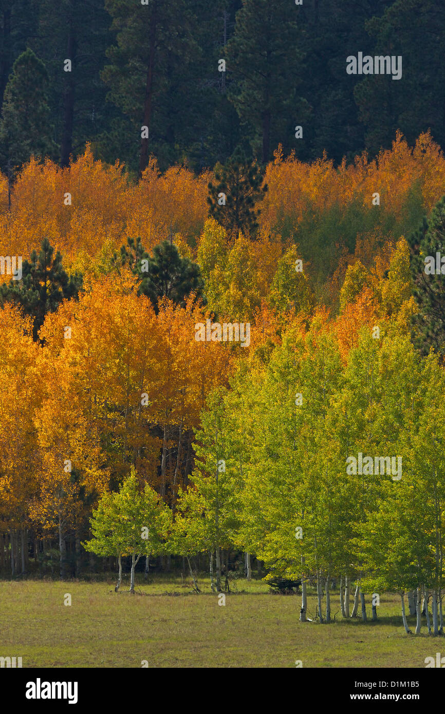 Aspen trees and lodgepole pines in fall hi-res stock photography and ...