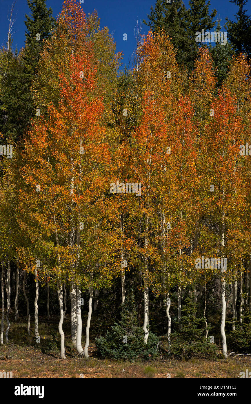 Kaibab national forest hi-res stock photography and images - Alamy